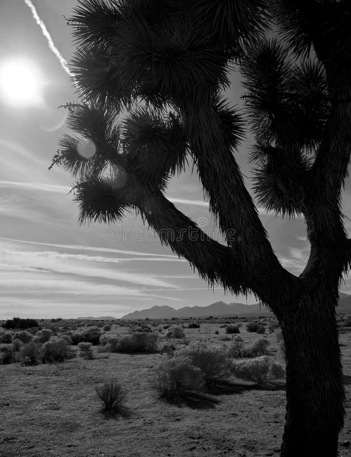 Mojave Desert Joshua Tree stock photo. Image of outdoors - 7259442