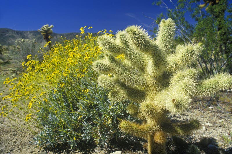 Joshua Tree Desert in Bloom, Springtime, CA Stock Photo - Image of ...