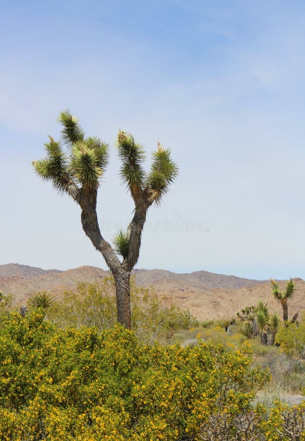 Joshua Tree in the Desert stock image. Image of white - 119510497