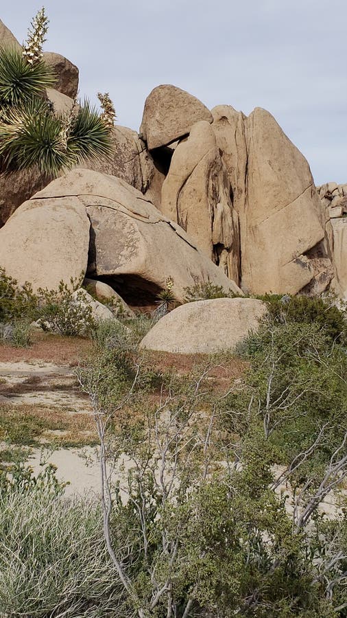 Joshua Tree Desert Landscape Scenery Stock Image - Image of desert ...