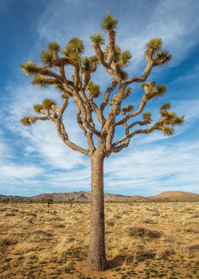Joshua Tree in the Desert stock photo. Image of joshua - 67018948