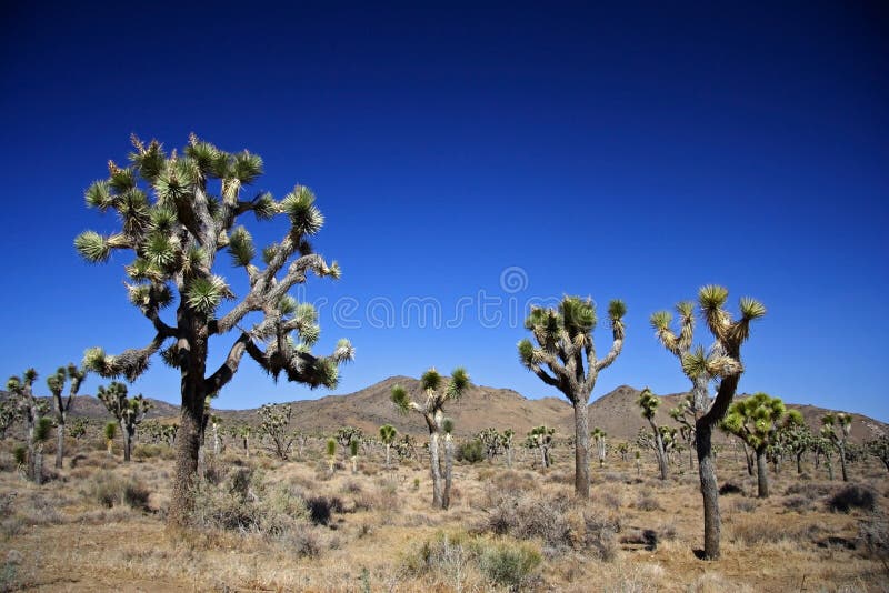 Joshua Tree Forest stock image. Image of joshua, tree - 19216411