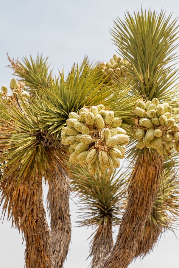 Joshua Tree Fruit Growing Out of the Tree Stock Image - Image of twig ...