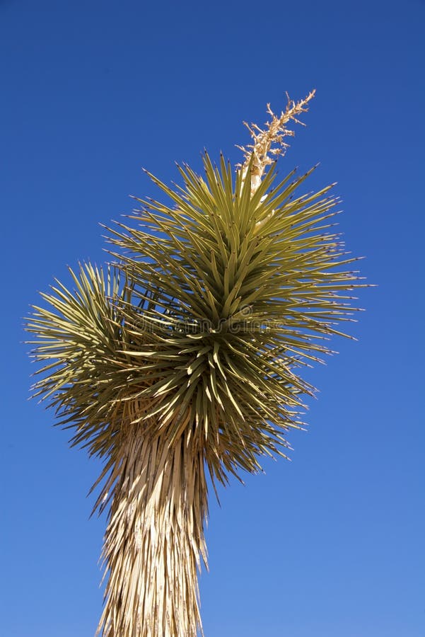 Joshua tree stock image. Image of blue, tree, park, destination - 486531