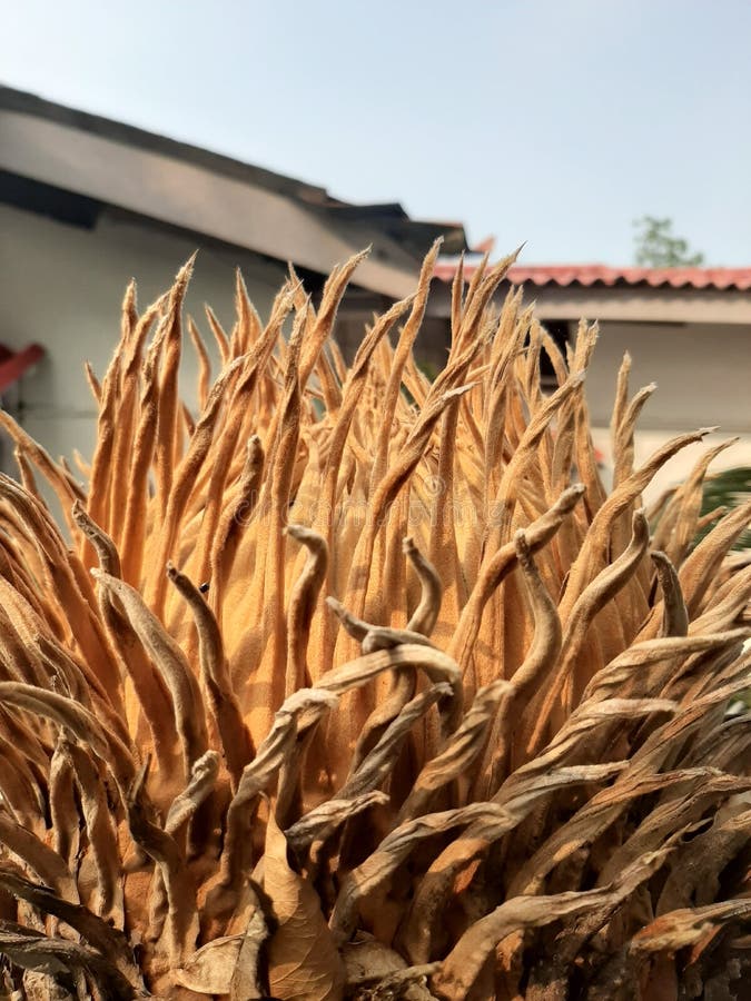 The Joshua tree stock photo. Image of leaf, morning - 161769806