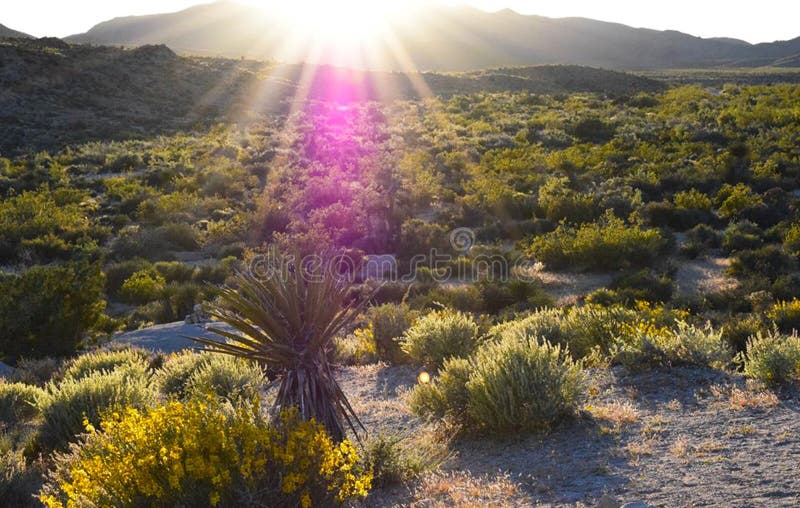 Joshua Tree Kissed by Purple Light Stock Photo - Image of purple, field ...