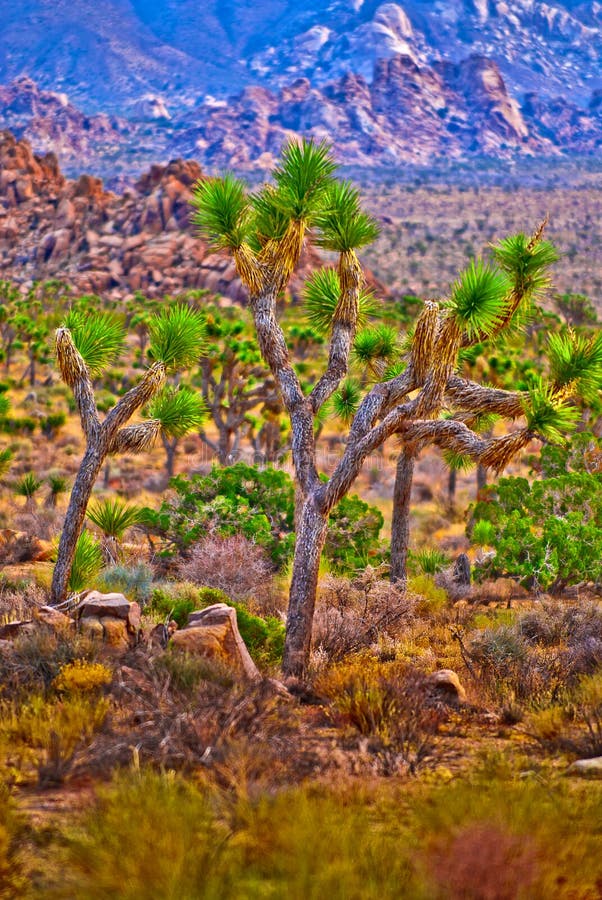 Joshua Tree Landscape stock photo. Image of desert, natural - 25768498