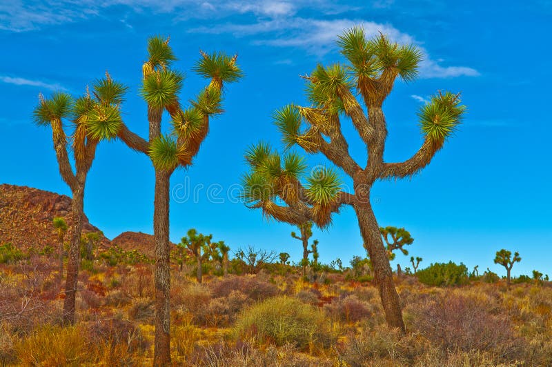 Moon over Joshua Tree stock image. Image of national, west - 1513601