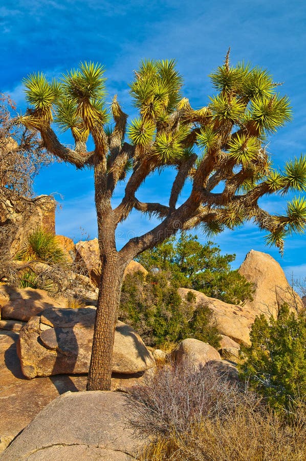 Joshua Tree Landscape stock image. Image of joshua, landscape - 25768625