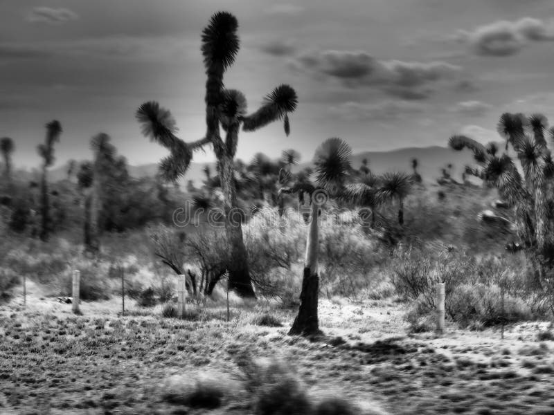Joshua Tree in Mexican Desert - Artistic Black and White Shot Stock ...