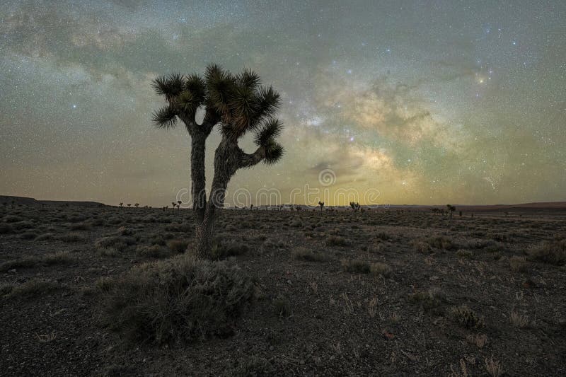 Joshua Tree with the Milky Way Galaxy in Nevada Stock Image - Image of ...