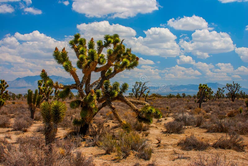 Joshua Tree in Mohave Desert, Nevada Stock Photo - Image of color ...