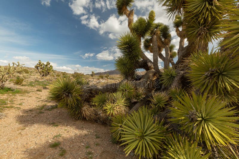 A Joshua Tree in the Mohave Desert Spreads it`s Branches Both High and ...