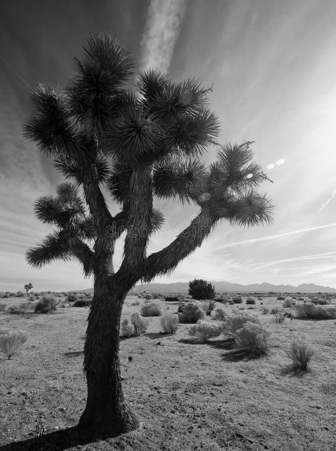 Mojave Desert Joshua Tree stock photo. Image of outdoors - 7259442