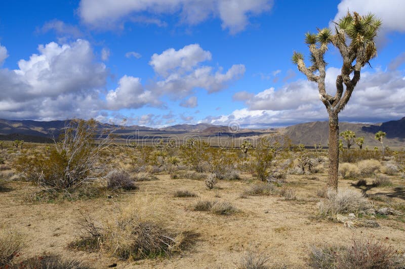 Spring Blooming in Mojave Desert Stock Photo - Image of spring, purple ...