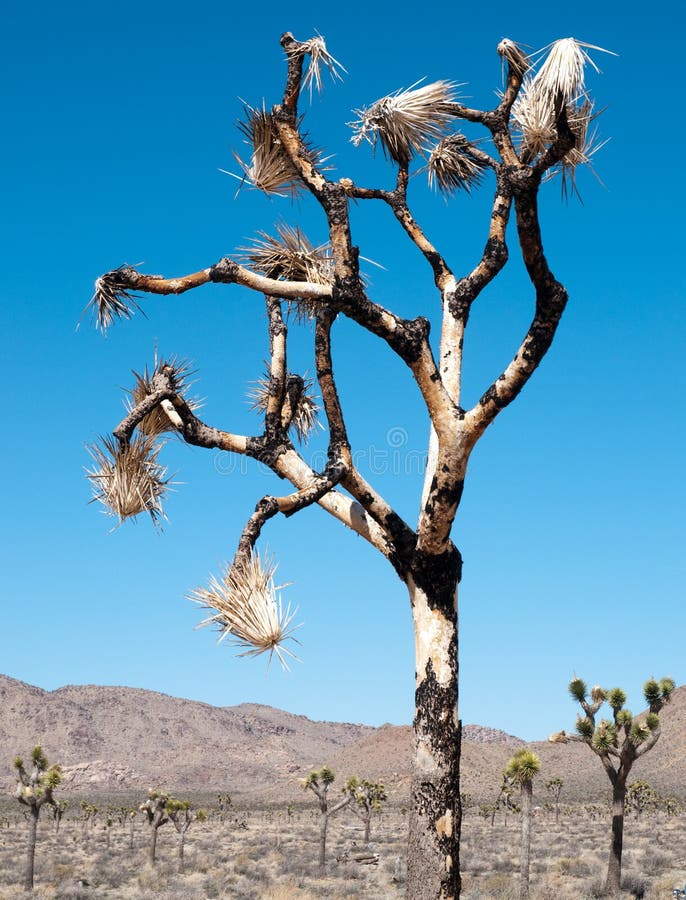 Joshua Tree National Park stock photo. Image of burn, natural - 9880194