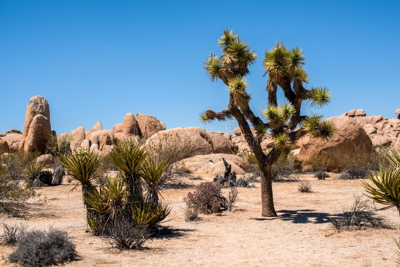 Joshua tree National Park stock photo. Image of wild - 93816038