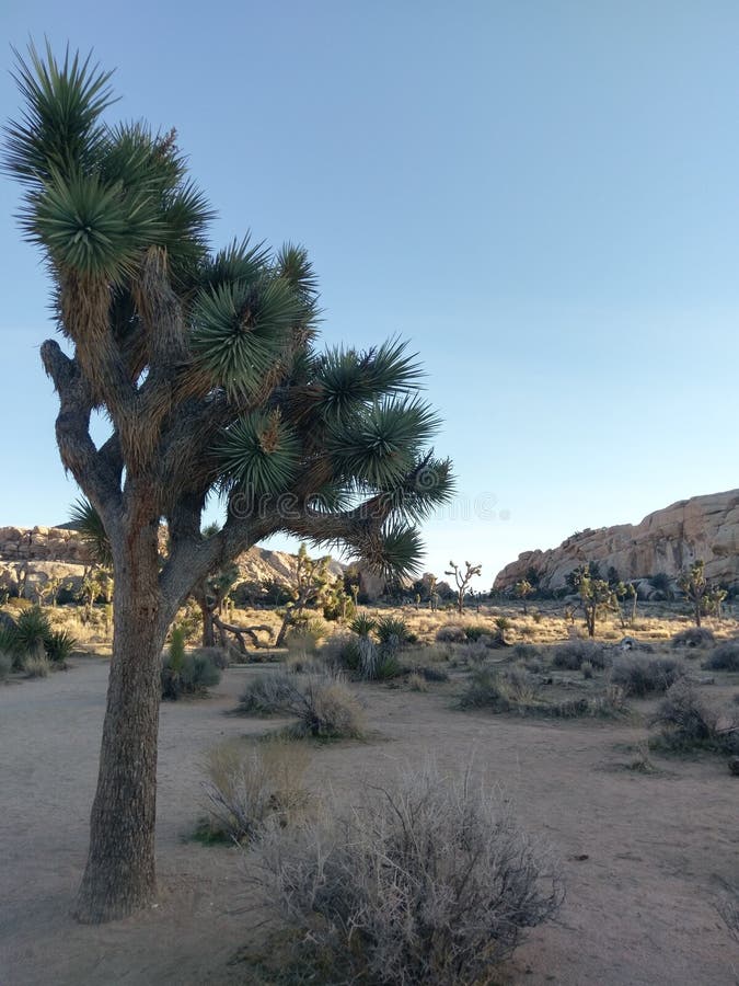Joshua Tree 1 stock image. Image of desert, tree, joshua - 111366223