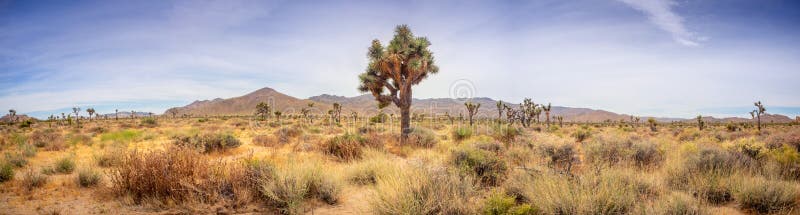 Joshua Tree National Park Panorama Stock Photo - Image of park, clouds ...