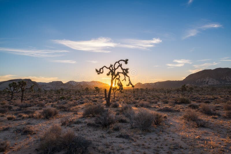 Joshua Tree National Park Sunrise Stock Image - Image of park, scenic ...