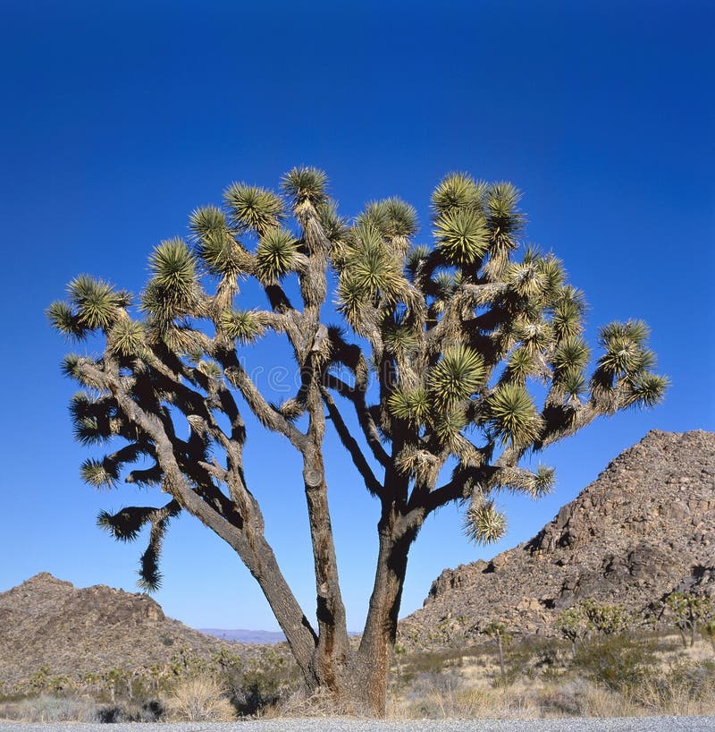 Joshua Tree Against Clear Blue Sky Stock Image - Image of american ...
