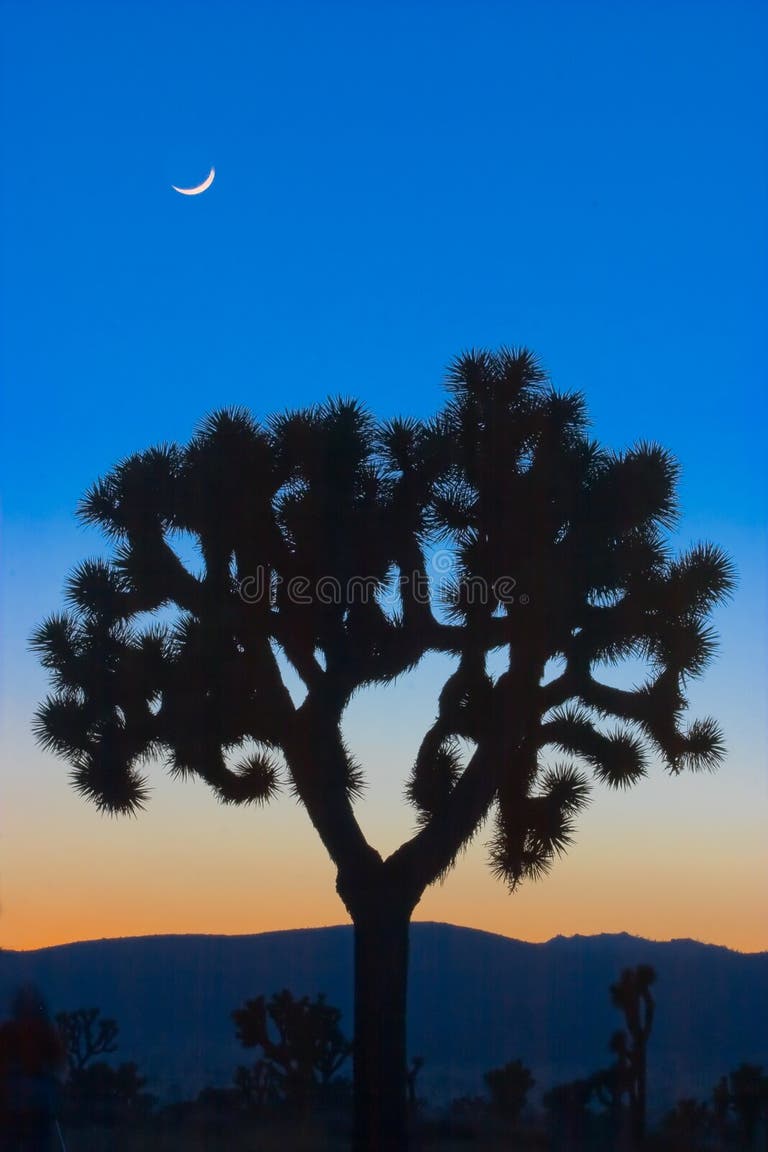 573 Joshua Tree Night Sky Stock Photos - Free & Royalty-Free Stock ...