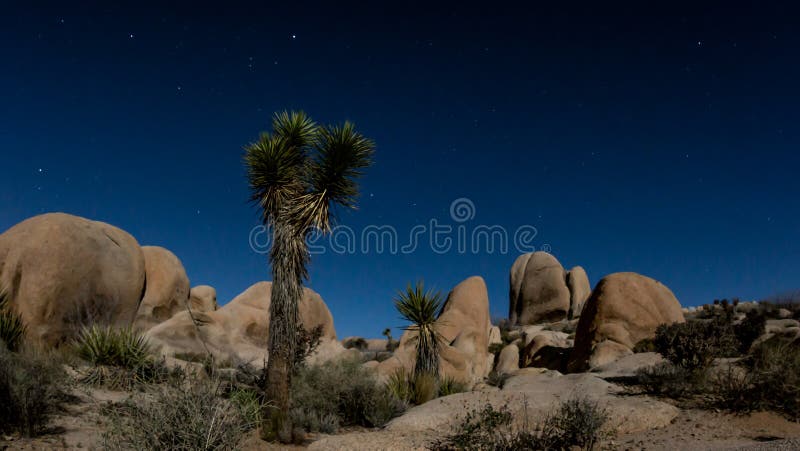 Joshua Tree Night foto de archivo. Imagen de parque, cielo - 41644870