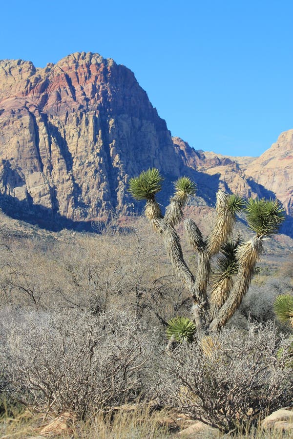 Joshua Tree and Painted Rocks Nevada Stock Photo - Image of tree ...