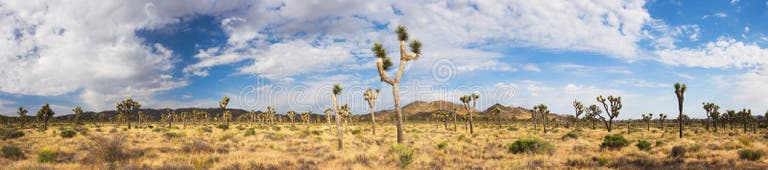 Joshua Tree Panroama stock image. Image of western, clouds - 1487793