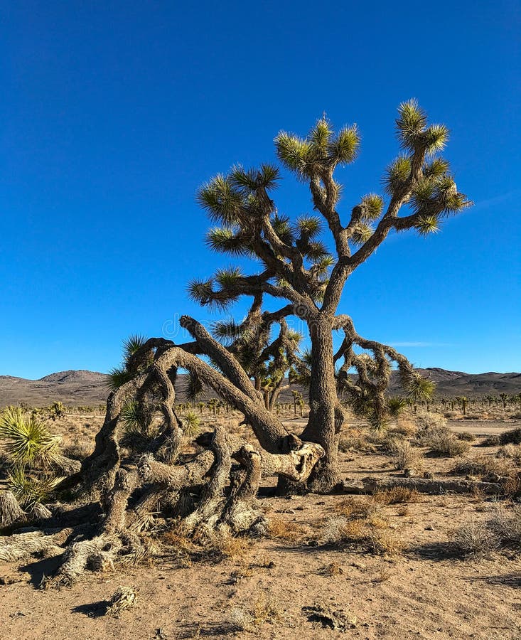 Joshua Tree Plant, Nationalpark Death Valley Stockfoto - Bild von ...