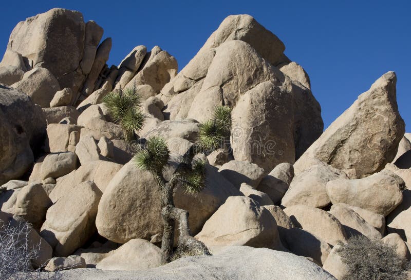Joshua Tree by Rocks stock image. Image of remote, horizontal - 6723937