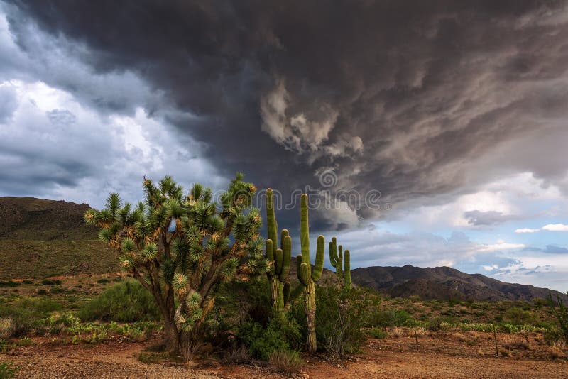Joshua Tree and Saguaro Cactus with Dramatic Storm Clouds in the ...