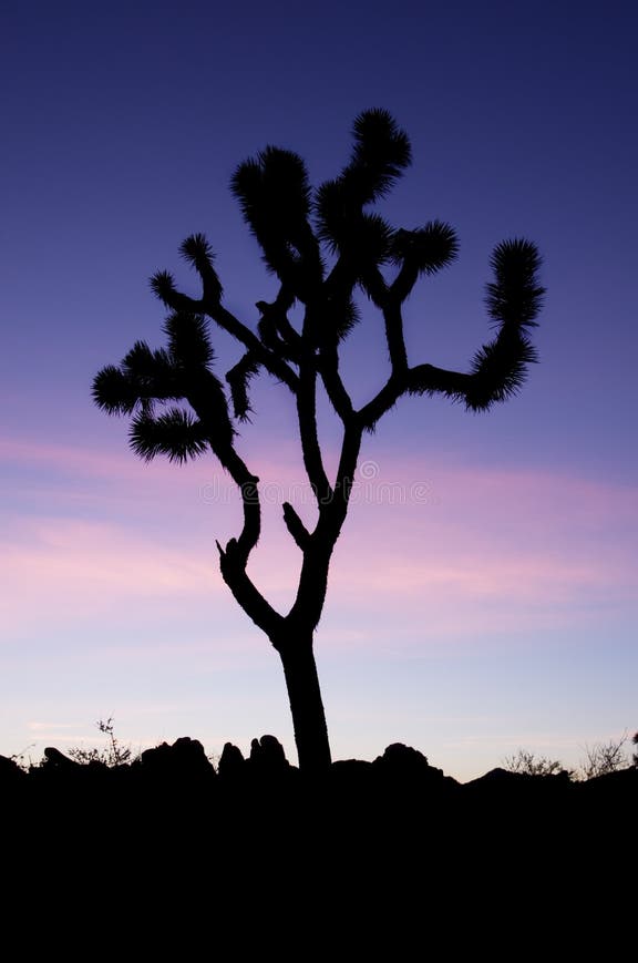 Joshua Tree Silhouette stock photo. Image of national - 27870628