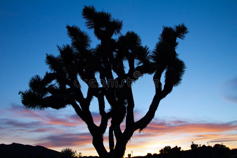 Joshua Tree Silhouette Landscape Stock Photo - Image of outdoors ...