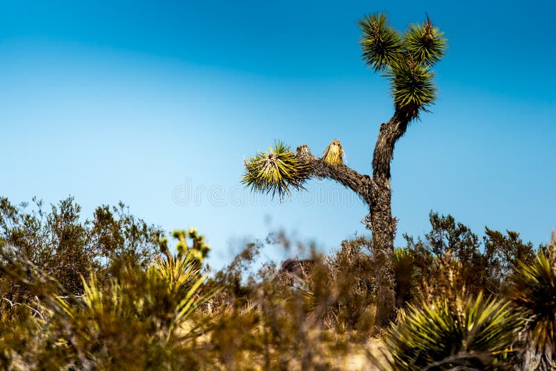 Joshua Tree National Park, Single Stock Image - Image of cloudy, green ...