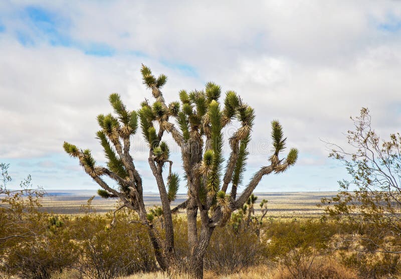A Joshua Tree in a Desert Landscape Stock Image - Image of desolate ...