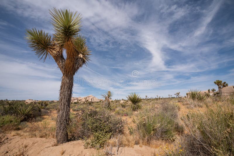Joshua Tree Standing Alone in the Desert Stock Image - Image of hill ...