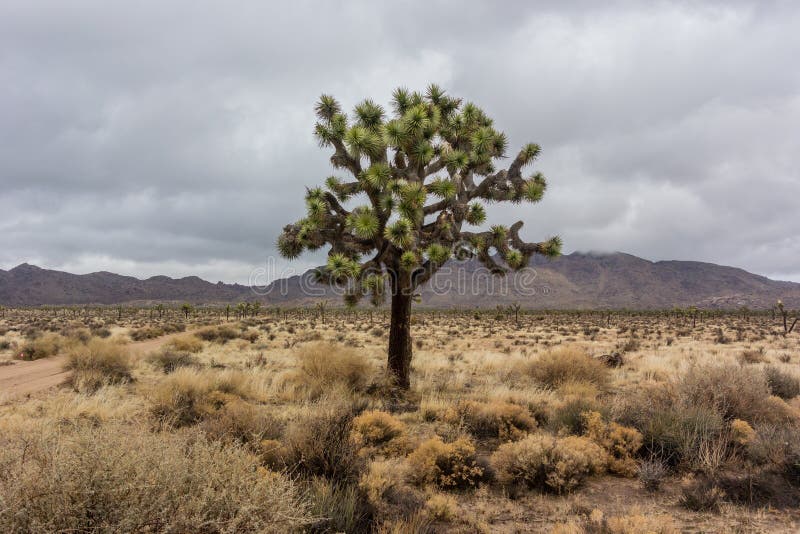 Joshua Tree on Stormy Day stock photo. Image of overcast - 67726082
