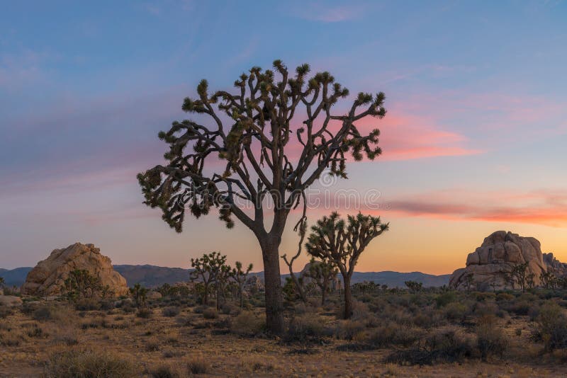 Joshua Tree Spiral Star Trails Stock Image - Image of trails, america ...
