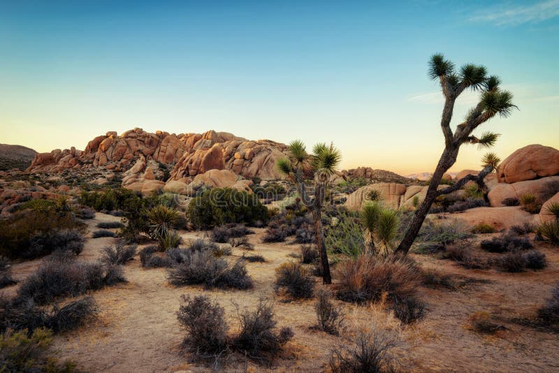 Joshua Tree Sunset stock photo. Image of arid, cactus - 108796178