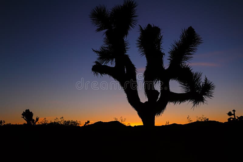 Night Shot of Star Trails in Joshua Tree National Stock Image - Image ...