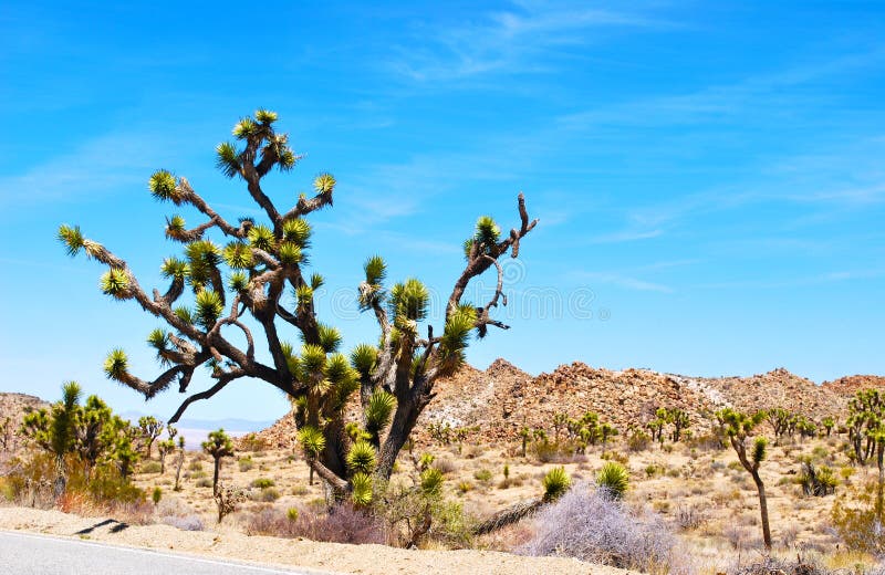 Joshua Tree stock photo. Image of desert, brevifolia - 40218490