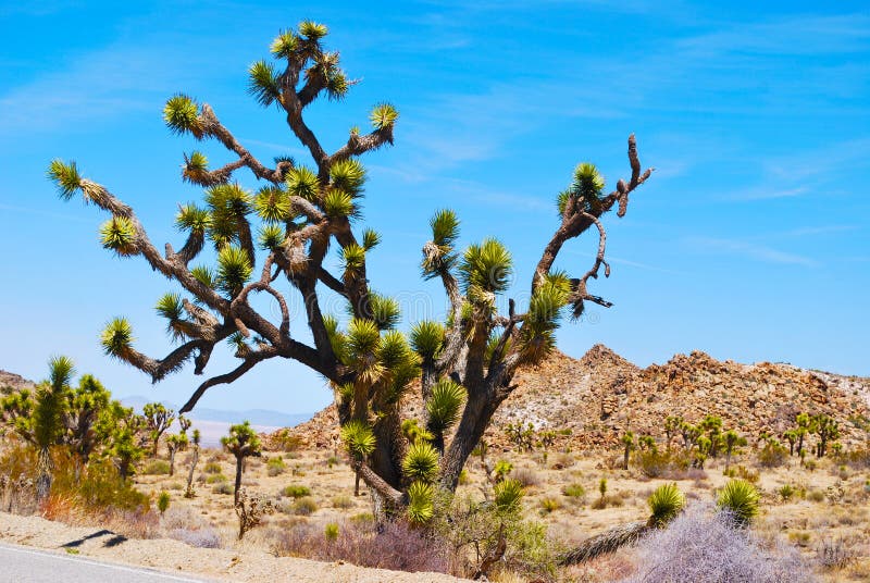 Joshua Tree stock image. Image of desert, mojave, tree - 40218545