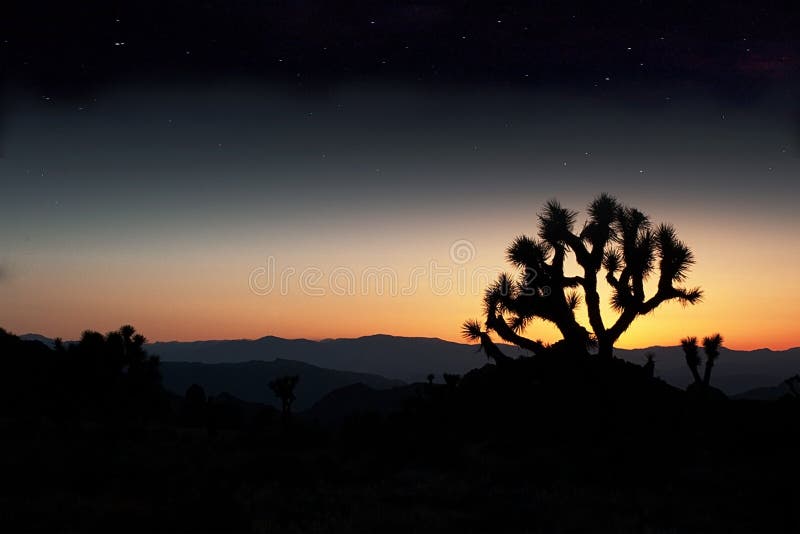 Silhouette of Joshua Tree at Sunset Stock Photo - Image of tree, dusk ...