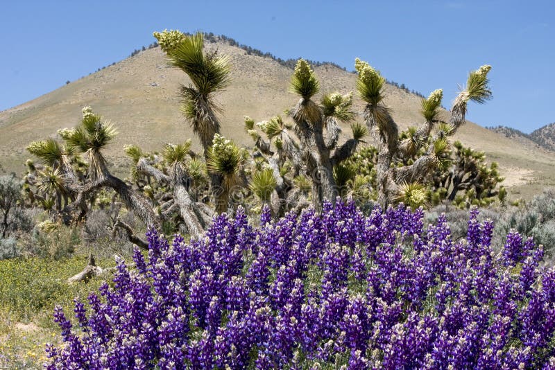 Joshua Tree Valley at Spring-4-28_4458 Stock Photo - Image of sunset ...