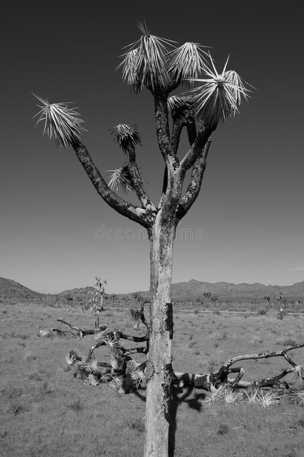 Joshua Tree Yucca with Branches Stock Image - Image of southwest, scene ...