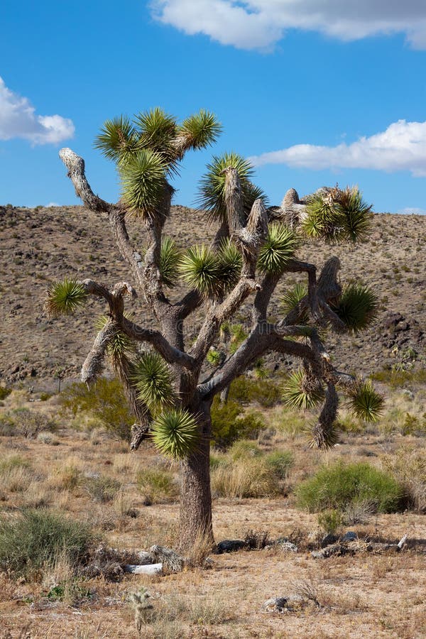 Joshua Tree (Yucca Brevifolia) Stock Image - Image of nature, arid ...