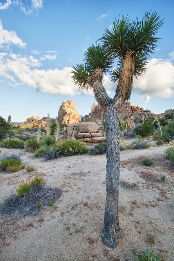 Joshua Tree (Yucca Brevifolia) Stock Image - Image of nature, arid ...