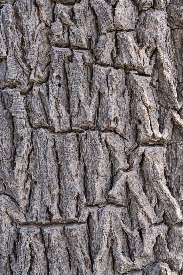 Joshua Tree or Yucca Brevifolia Bark Background Stock Photo - Image of ...