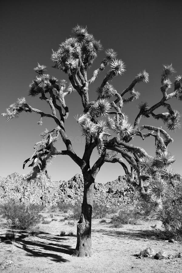 Joshua Tree Yucca in Desert Stock Image - Image of california, yucca ...